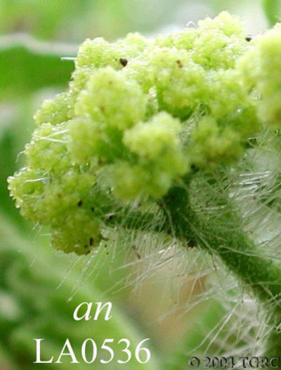 Sol Genomics Network