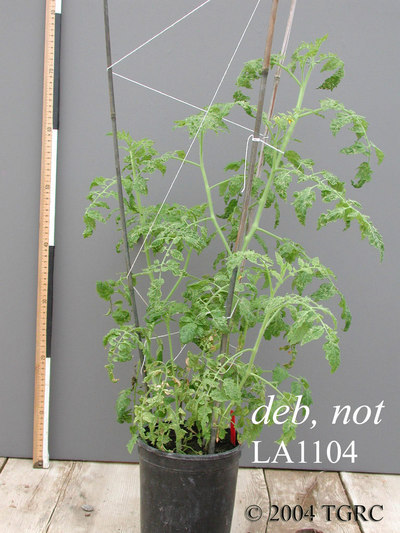 Sol Genomics Network