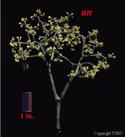 Sol Genomics Network