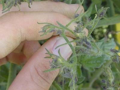 Sol Genomics Network