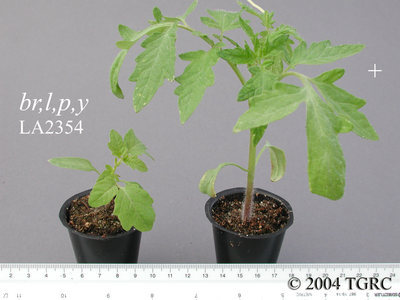 Sol Genomics Network