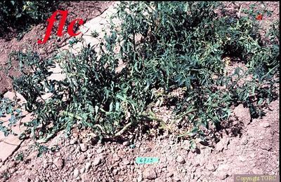 Sol Genomics Network