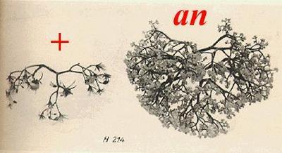 Sol Genomics Network